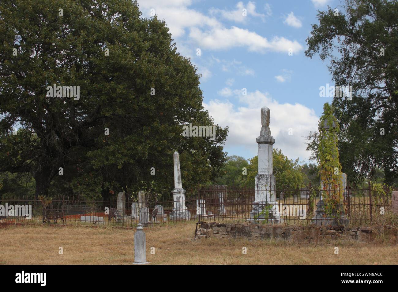 The tall trees by a large cemetery Stock Photo - Alamy