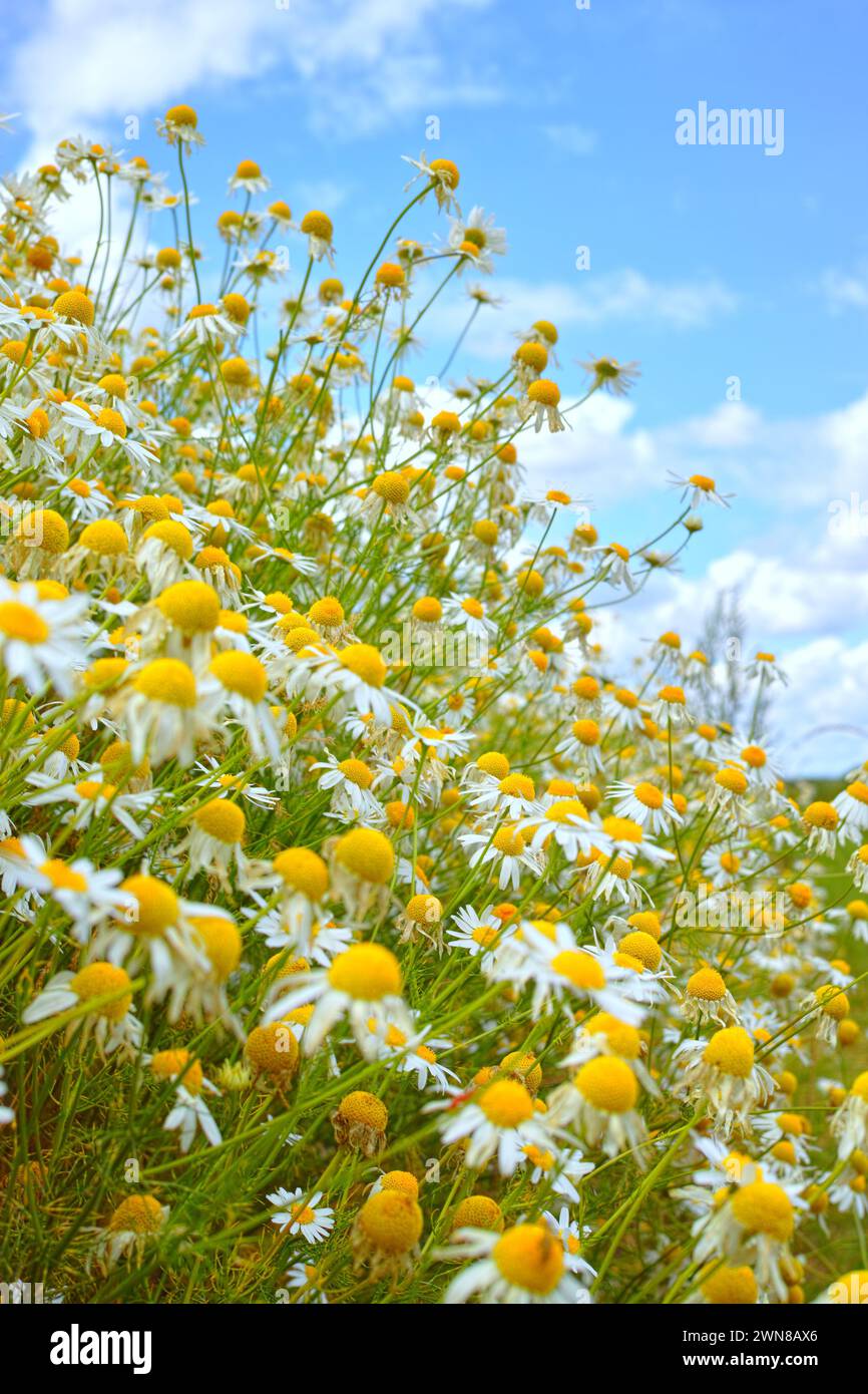 Nature, blue sky and daisy field with clouds in natural landscape ...