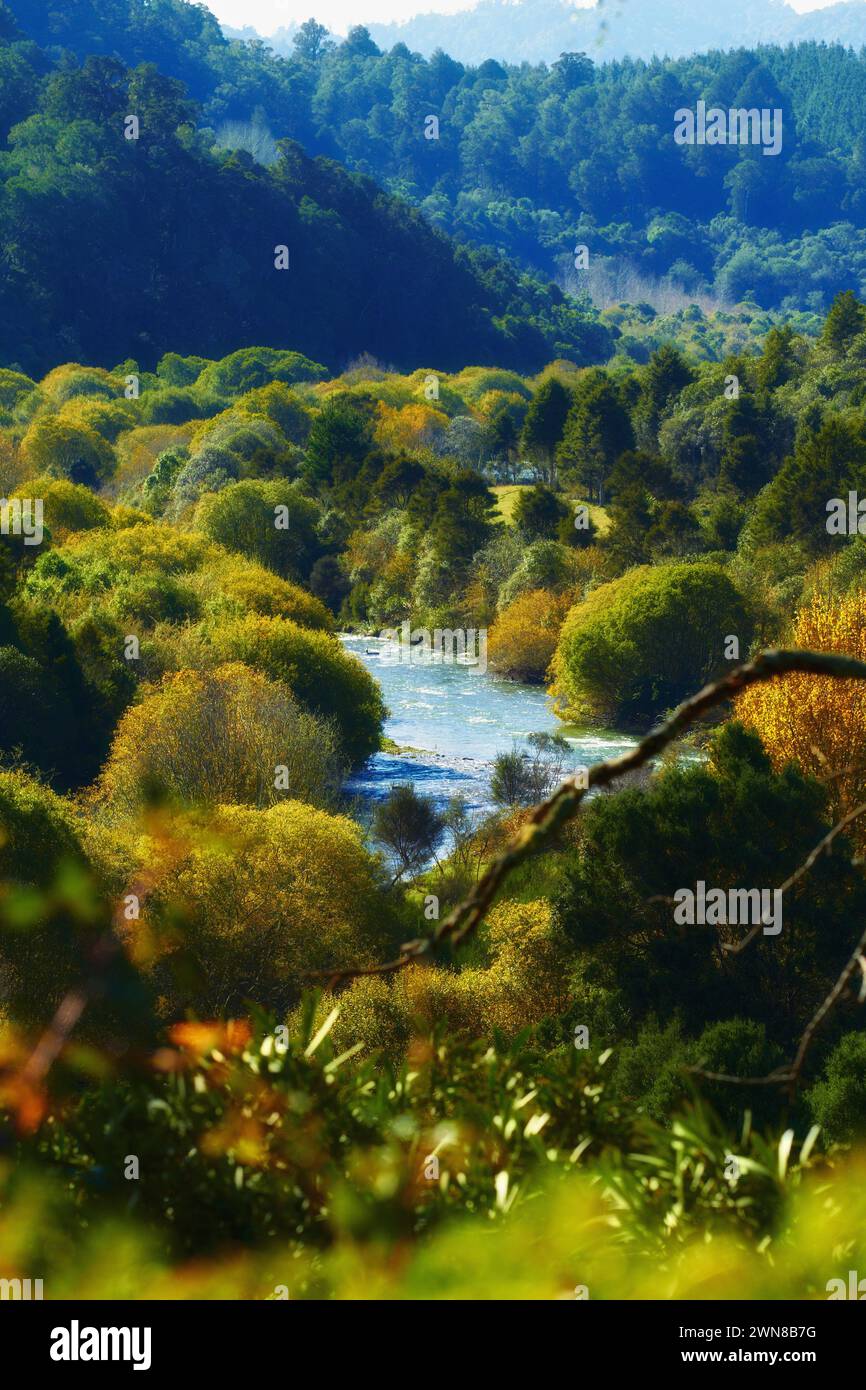 Nature, forest and river with trees for environment, ecosystem and ...