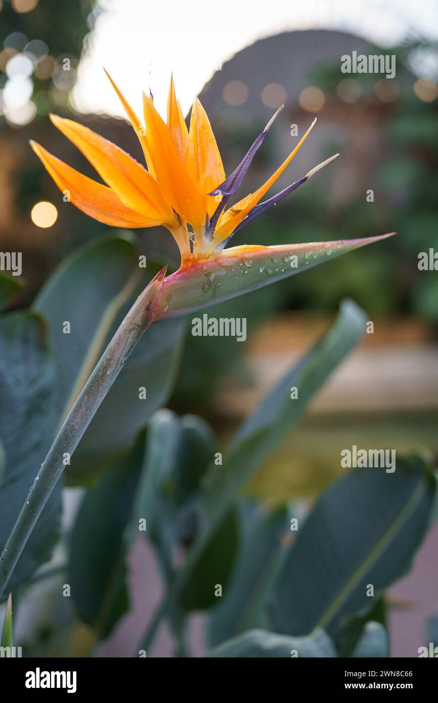 Strelitzia Reginae plant in tropical greenhouse. Crane flower, Bird of ...