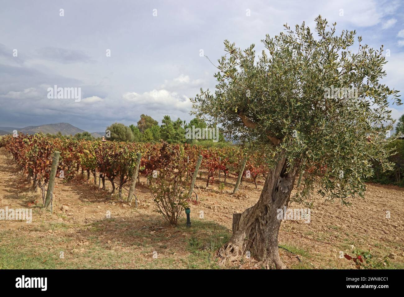 Olive tree growing at edge of vineyard Stock Photo - Alamy
