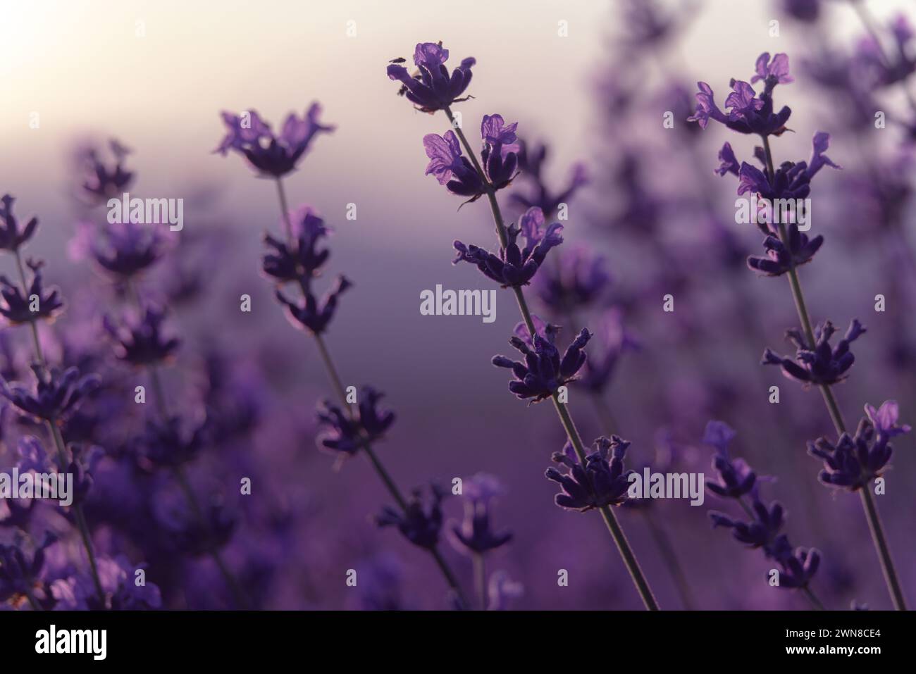 Lavender flower background. Violet lavender field sanset close up ...