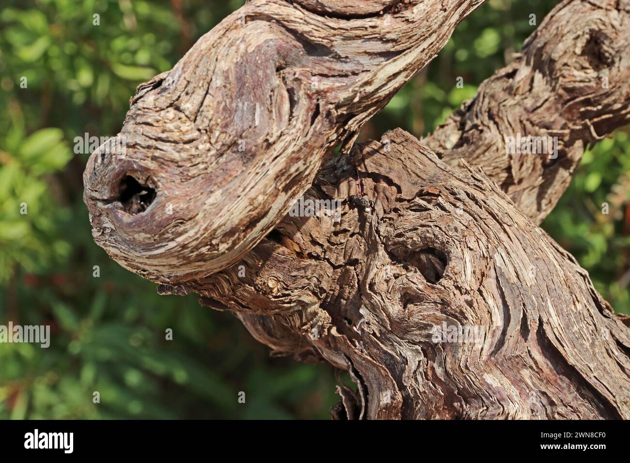 Olive tree stump hi-res stock photography and images - Alamy