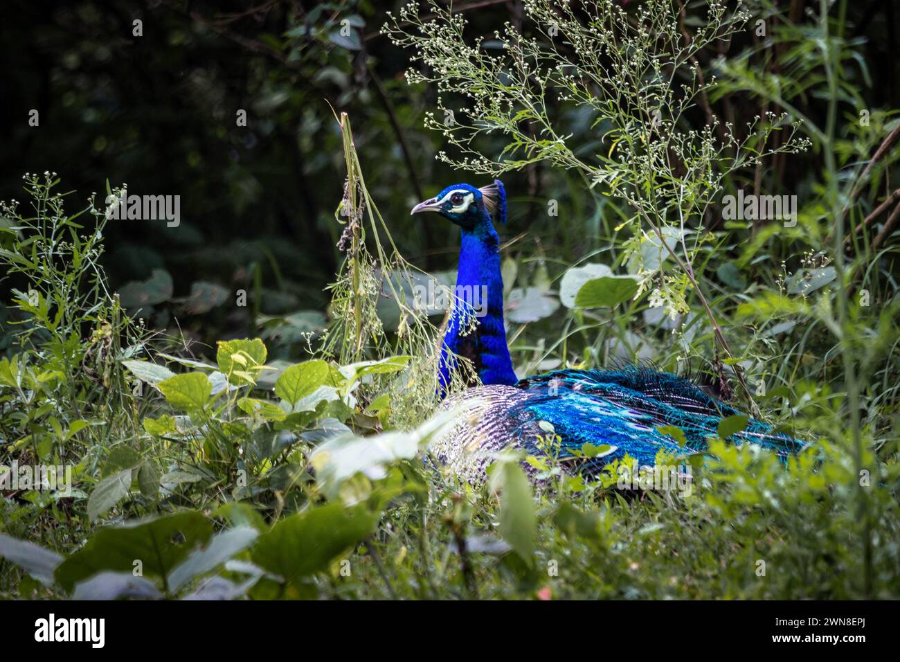 Real peacock hi-res stock photography and images - Alamy