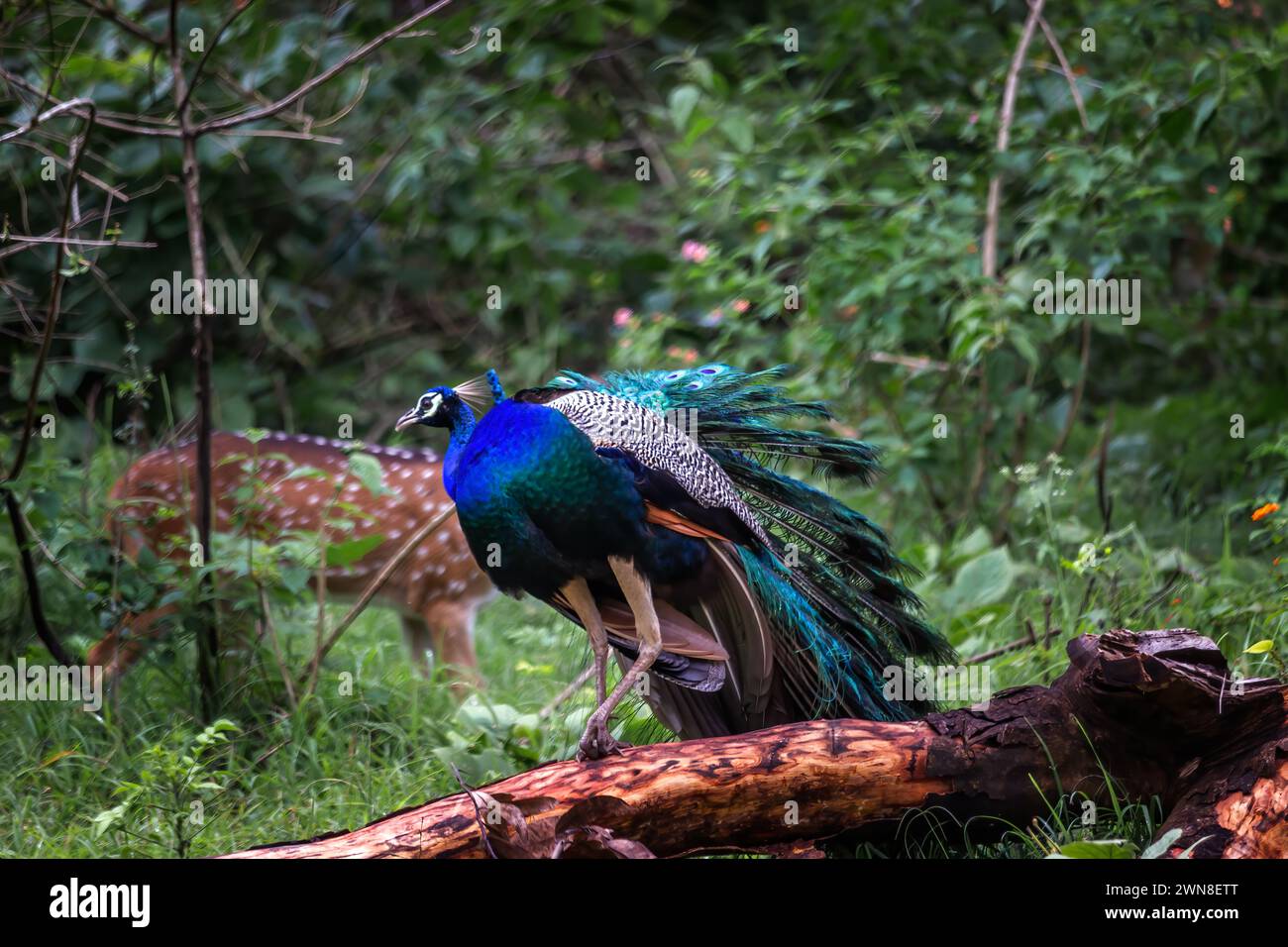 A real peacock with green nature background Stock Photo - Alamy