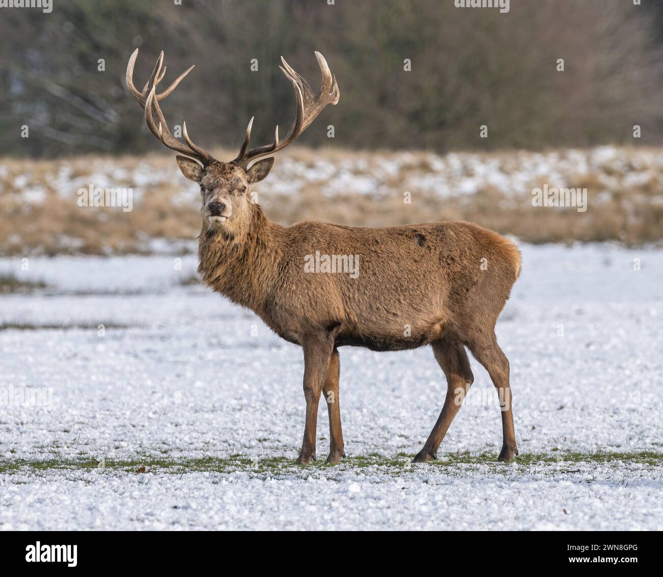 Monarch stag hi-res stock photography and images - Alamy