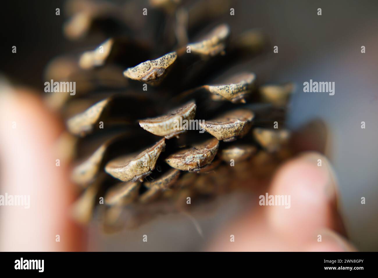 Dried cones hi-res stock photography and images - Alamy