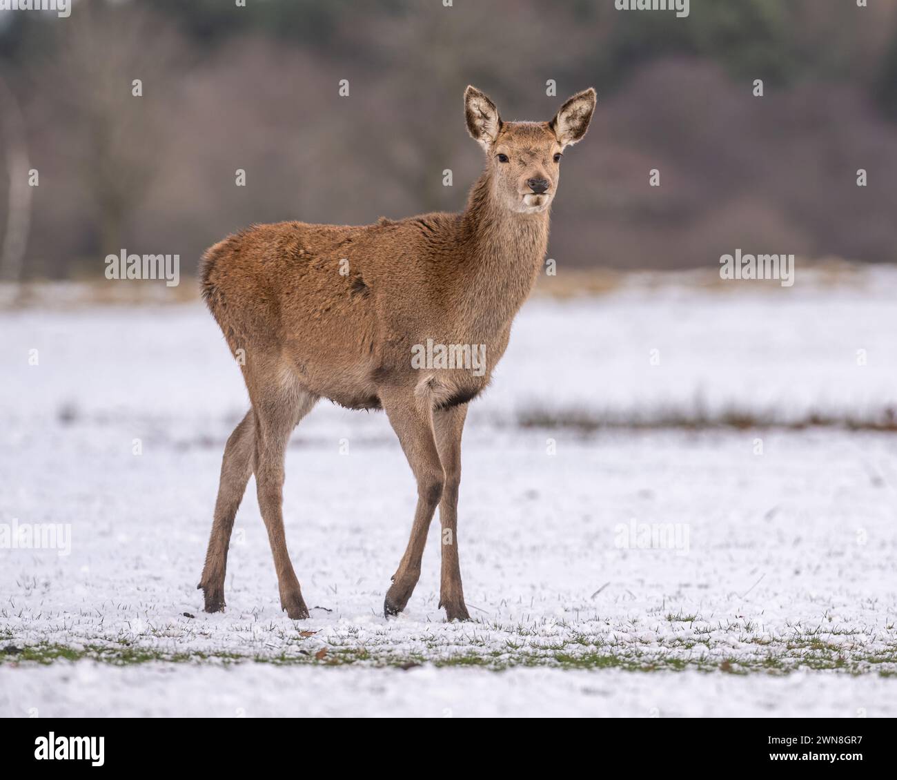 Hind hoof hi-res stock photography and images - Alamy