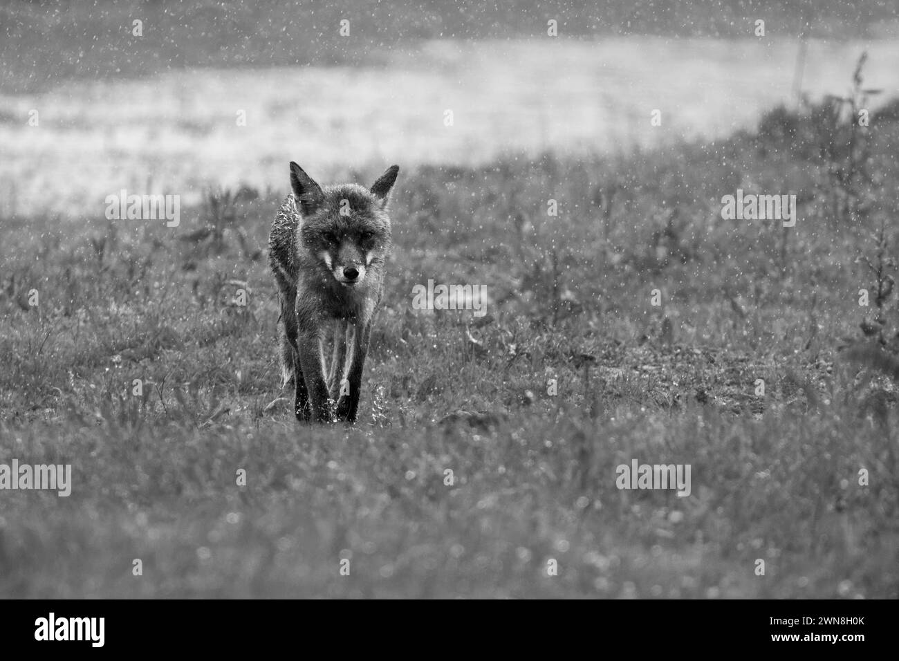 Red fox vulpes lonely hi-res stock photography and images - Alamy