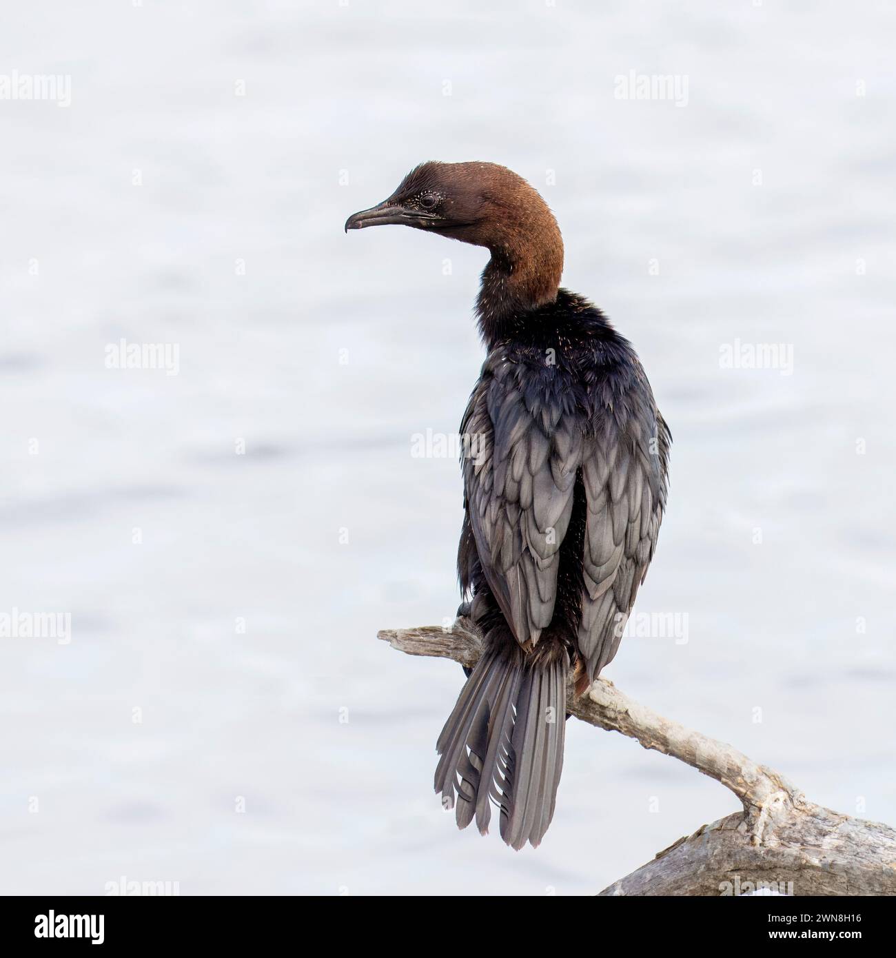 Pygmy Cormorant, Microcarbo Pygmaeus, Marano Lagunare, Riserva Naturale ...