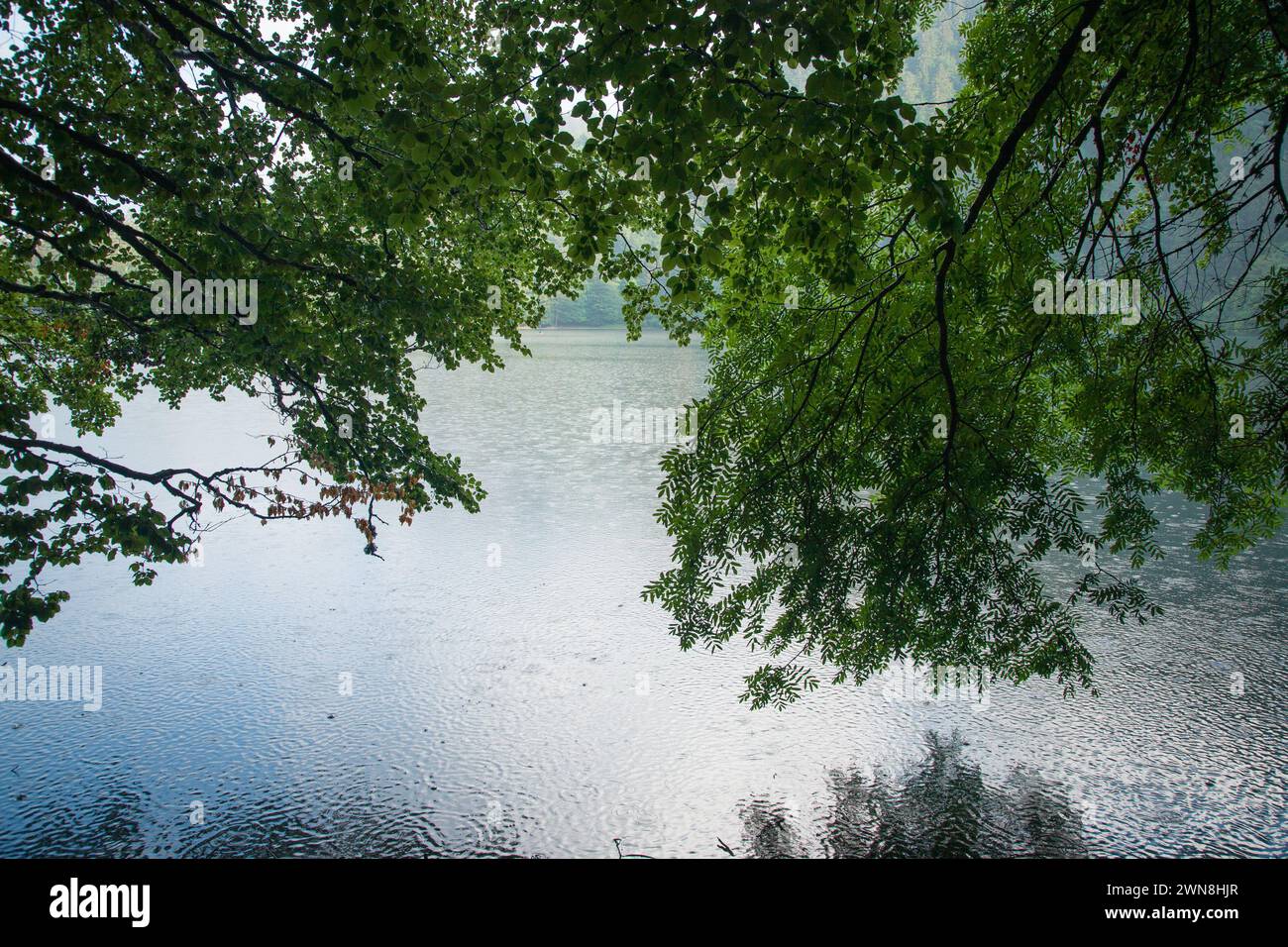 Summer rain at lake Feldsee near Feldberg, Black Forest, Germany. View ...