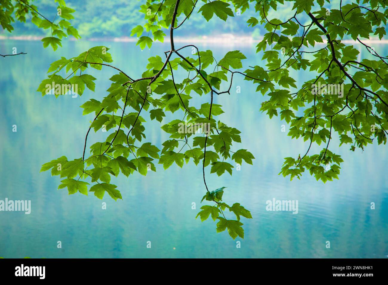 Maple tree leaves in foreground at lake Feldsee at the Feldberg ...