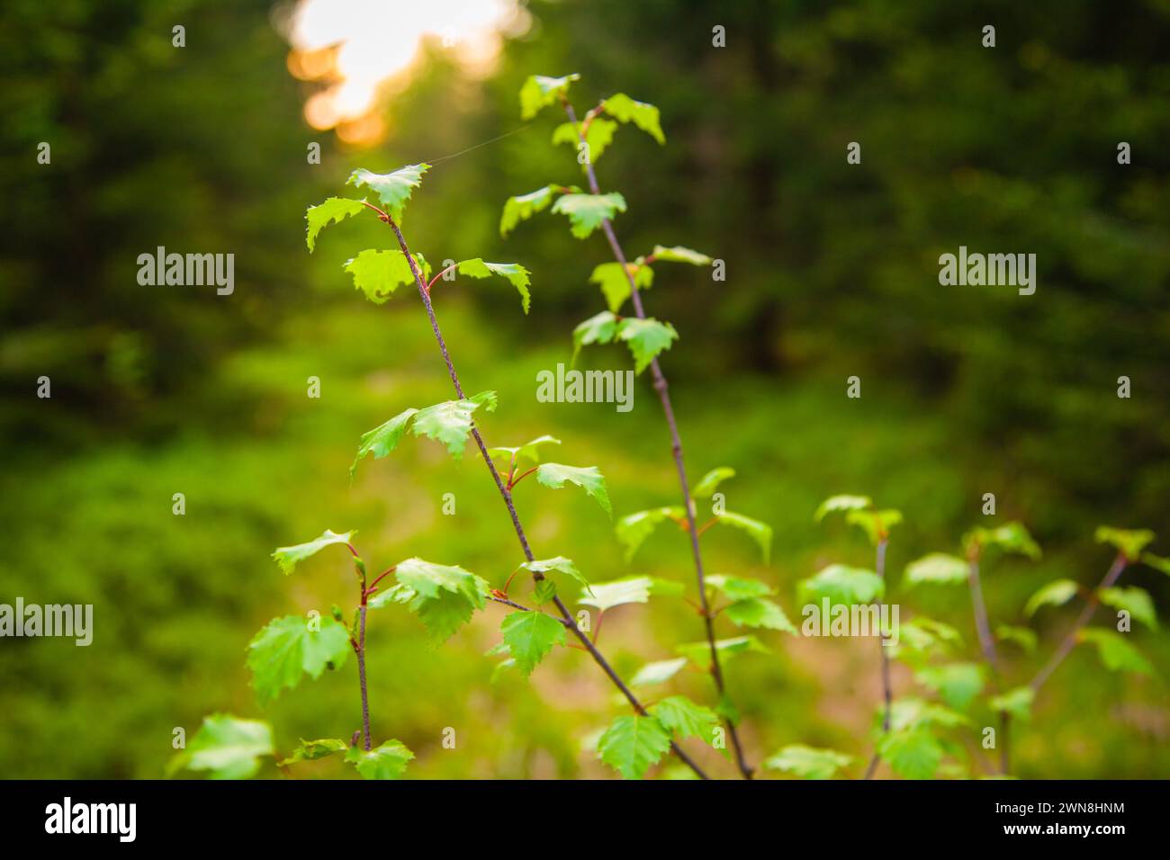Fresh leaves on a tree seedling in front of a hiking trail in the ...