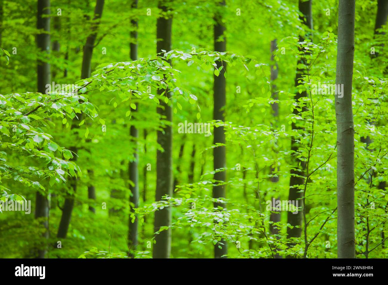 Trees tree vegetation forest hi-res stock photography and images - Alamy