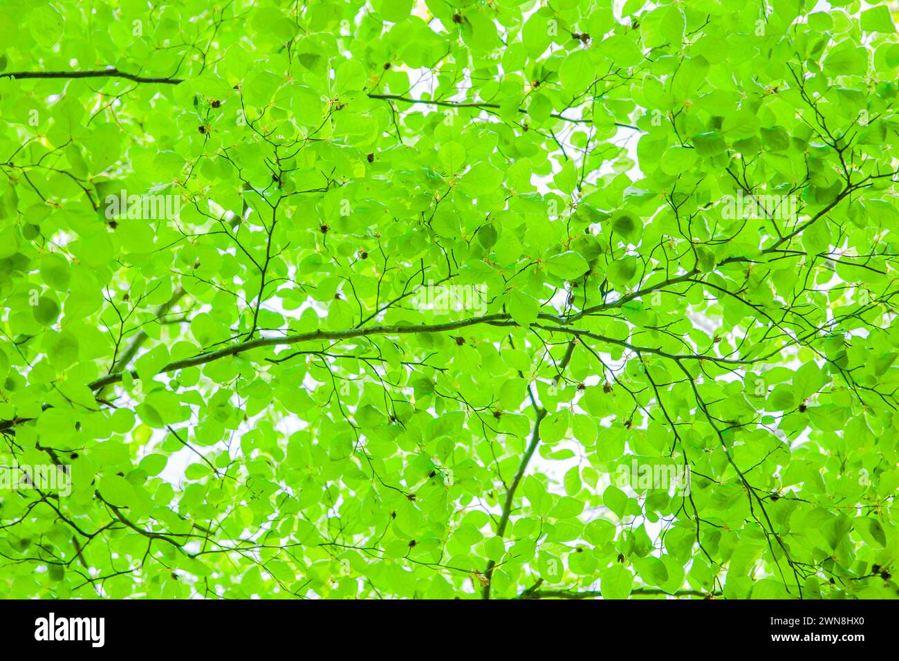 Pattern of fresh beech leaves on branches in front of white sky Stock ...