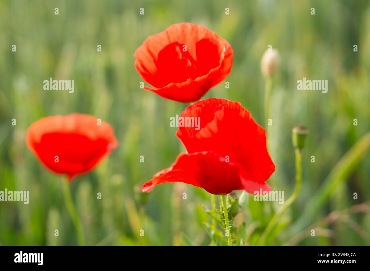 Red poppy flowers with seed capsules blossoming in a grain field with ...