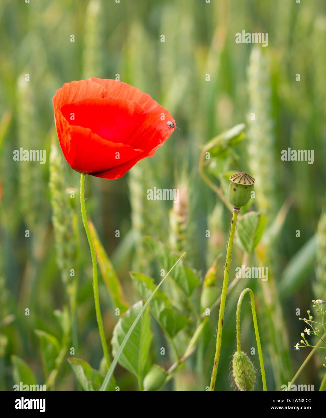 Red poppy flowers with seed capsules blossoming in a grain field with ...