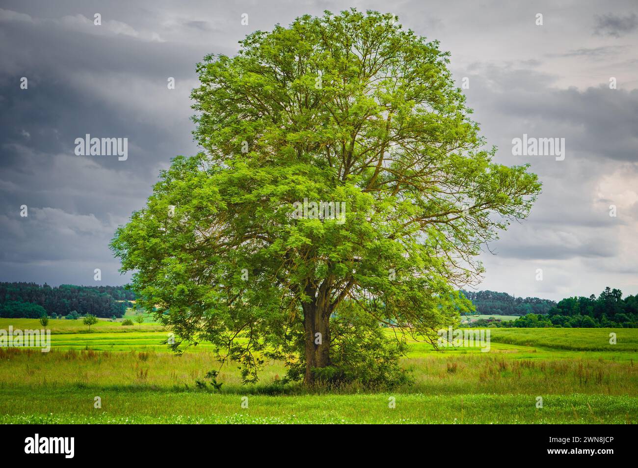 Solitary oak tree surrounded by grassland in Southern Germany Stock ...