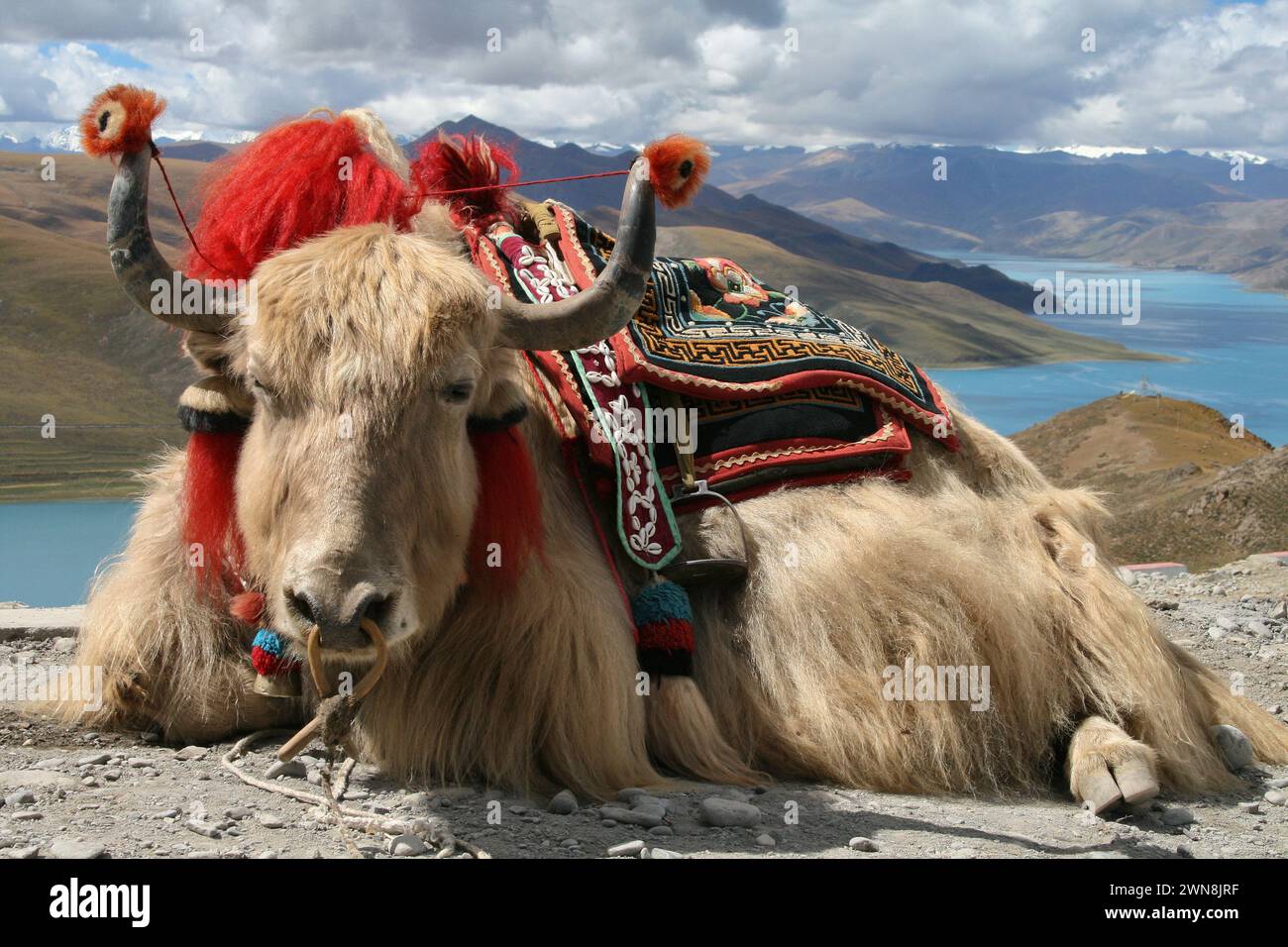 Tibetan Yak at Yamdrok, Kamba La Pass,Tibet. Kambala Pass is one of the most beautiful mountain ...