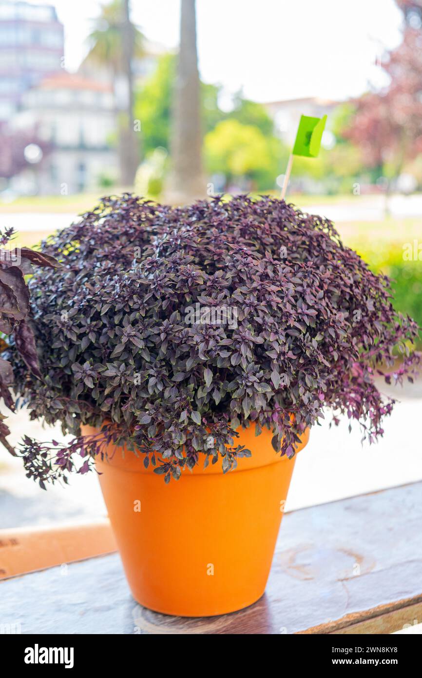 Black manjerico hi-res stock photography and images - Alamy