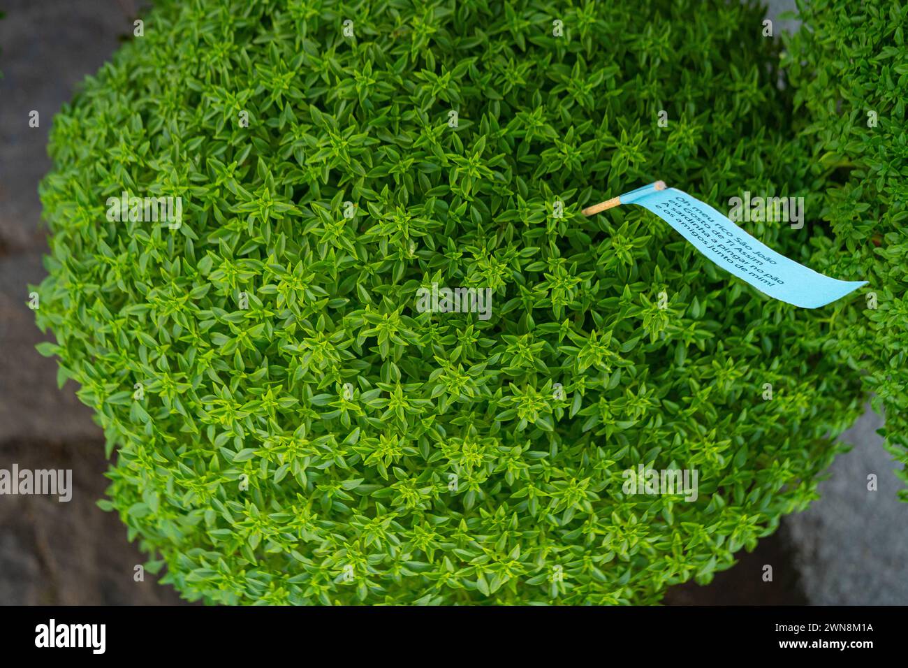 Manjerico plant textured flat lay Stock Photo - Alamy