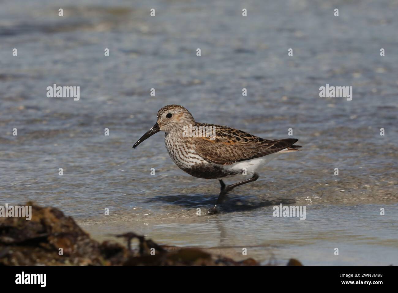 Scottish birds hi-res stock photography and images - Alamy