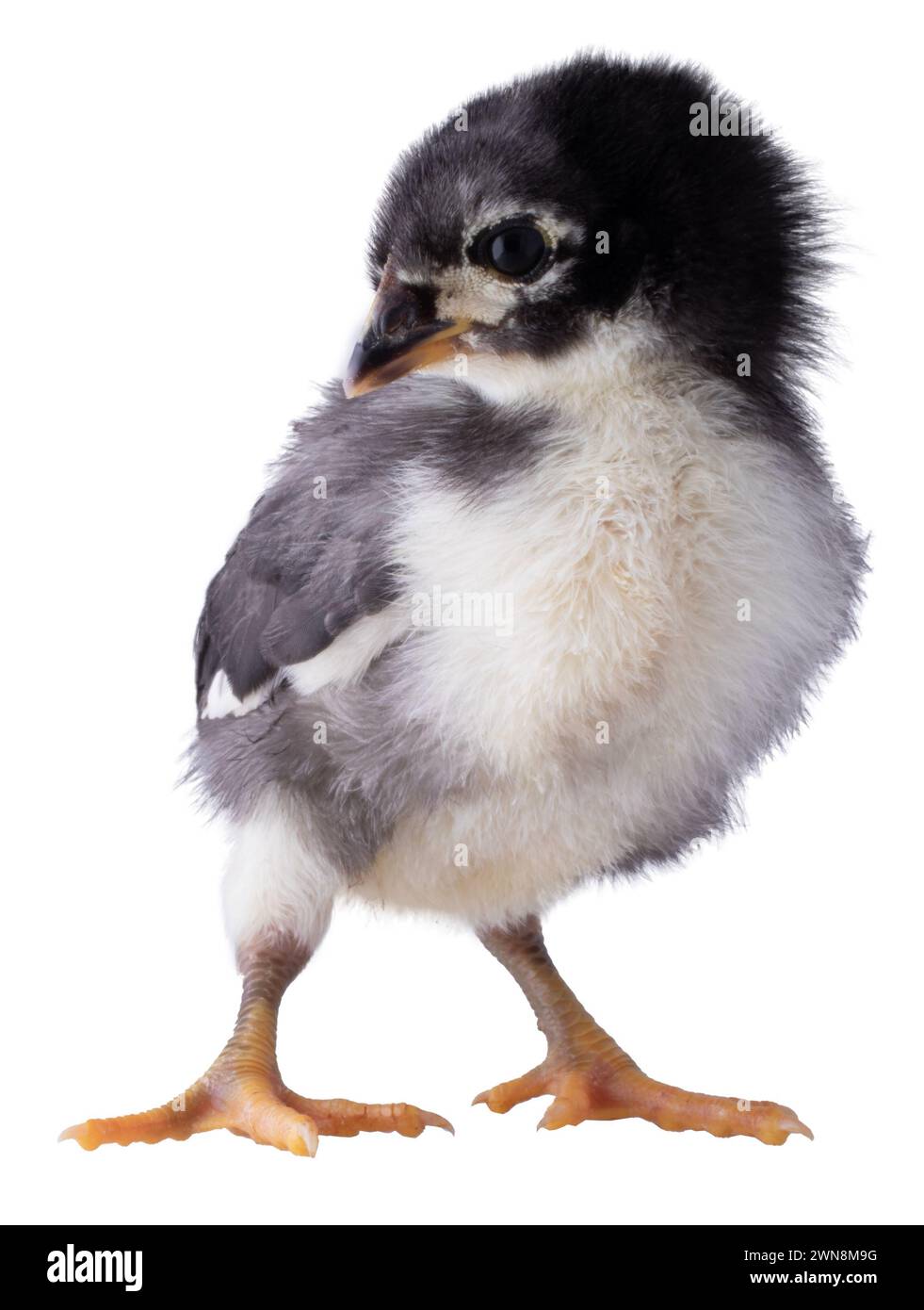 Austerlorp chicken chick with its head angled slightly down in a studio ...