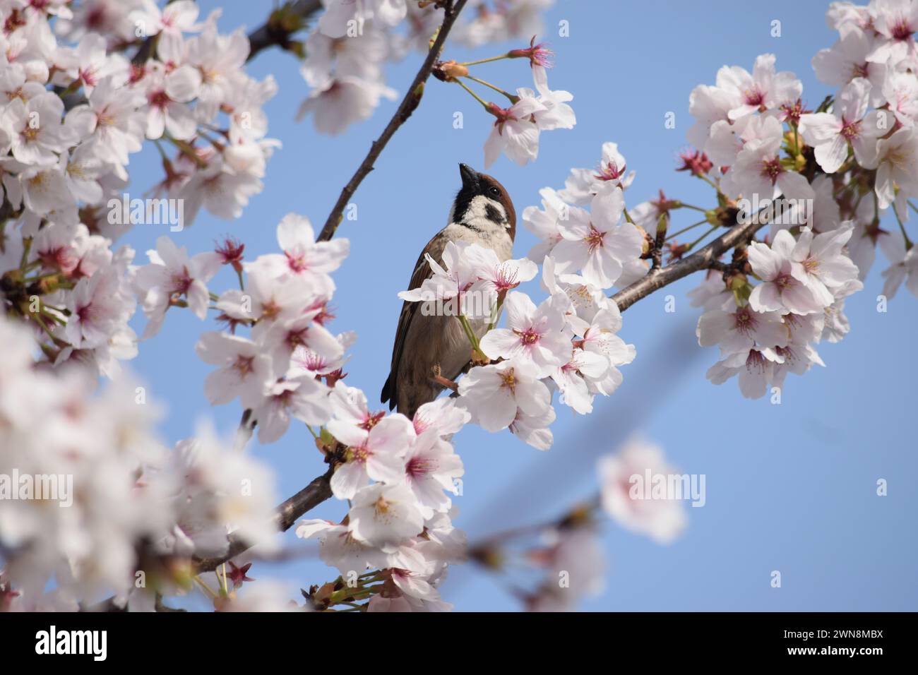 Cherry blossom sparrow hi-res stock photography and images - Alamy