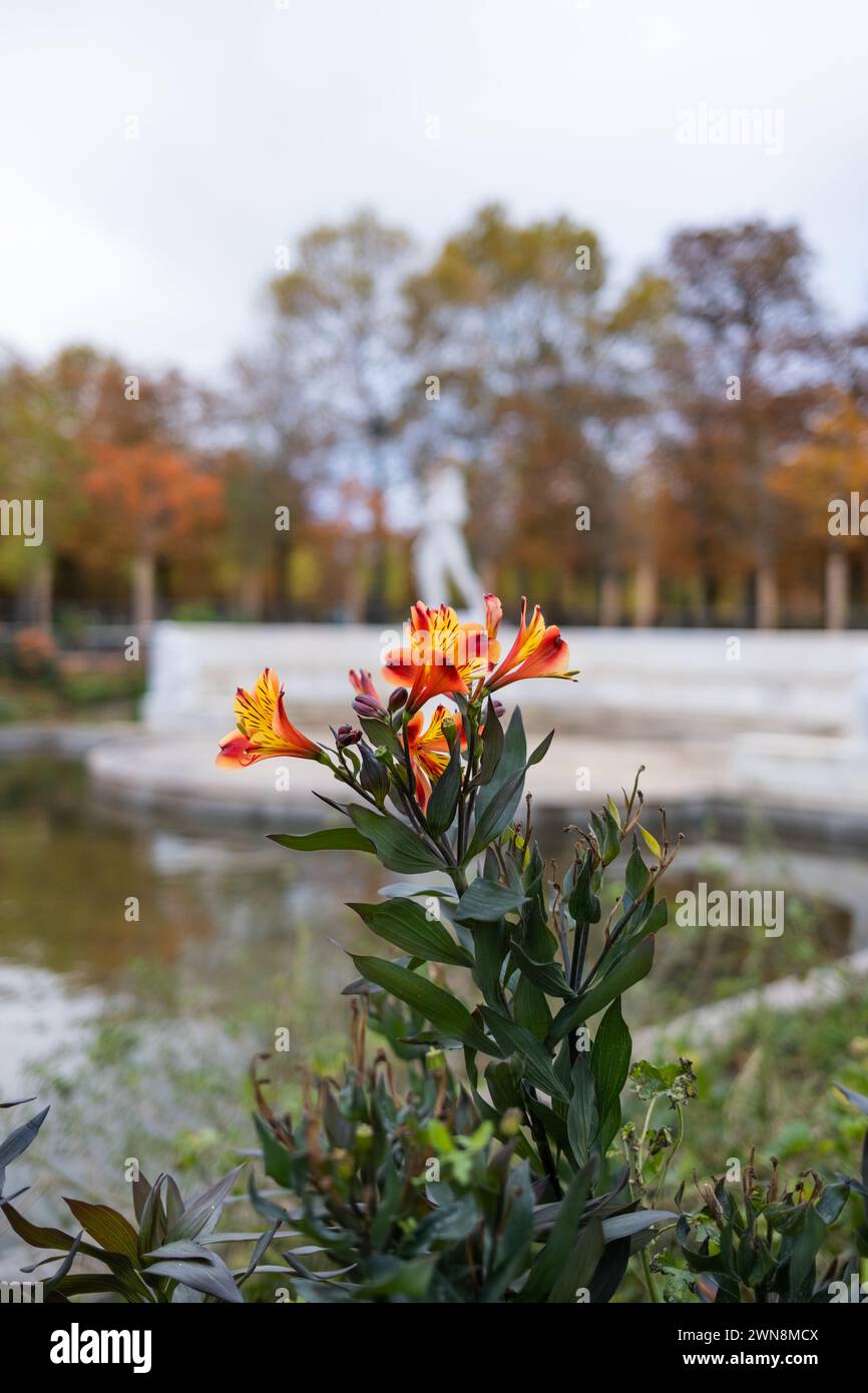 Cluster lilies hi-res stock photography and images - Alamy
