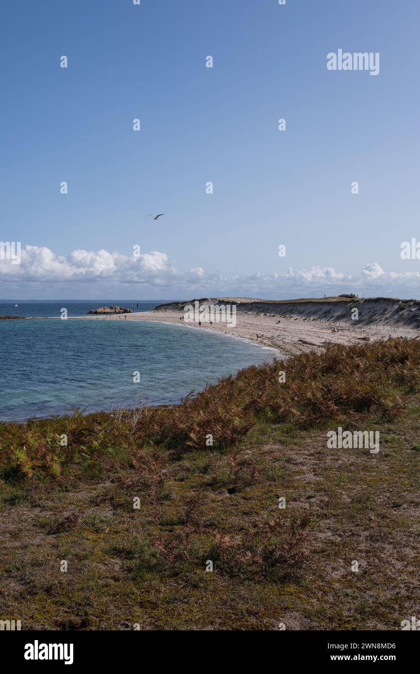 A gull soaring above the beach and serene blue waters of the sea Stock ...
