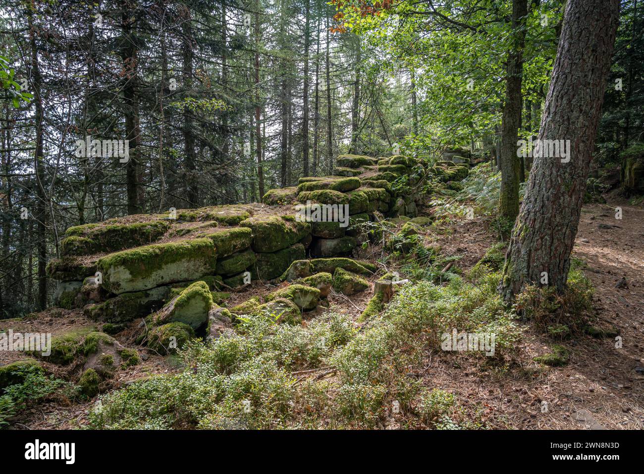 Path of the Gauls. View of the pagan stone wall , stairs and trees ...