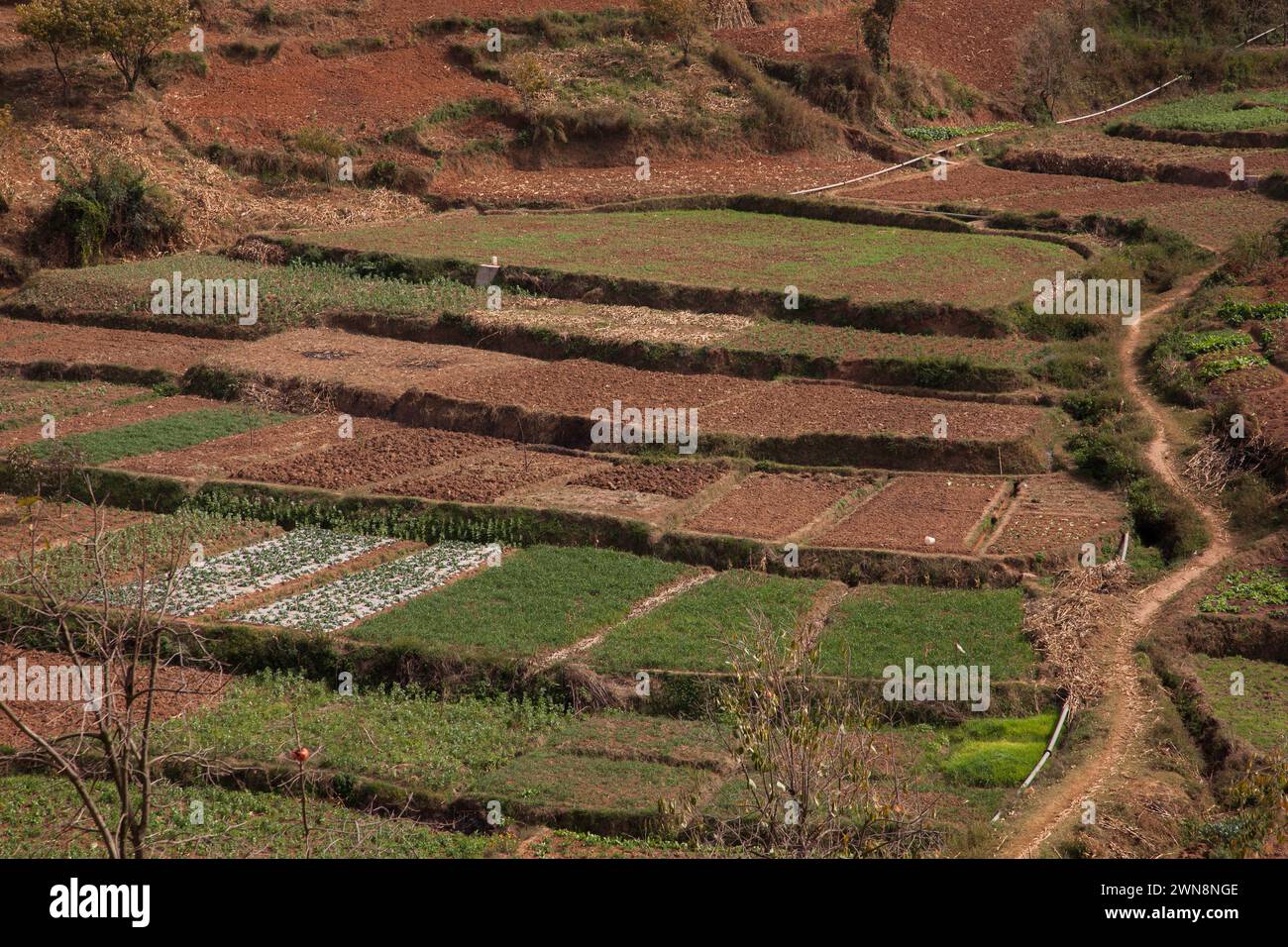 Chinese terraced rice fields showing rice growing Stock Photo - Alamy