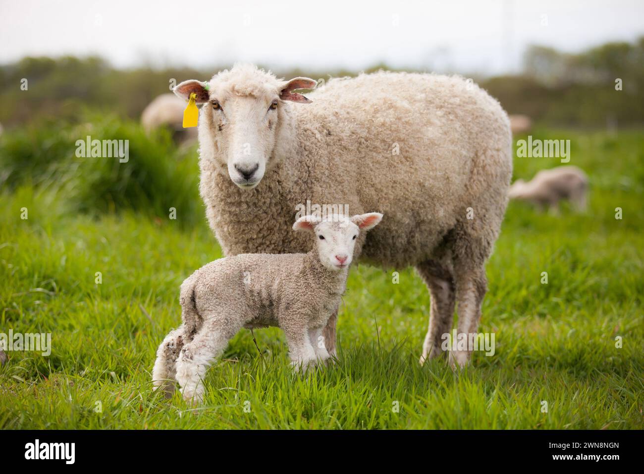 Big wooly ewe with new baby lamb in green grass Stock Photo - Alamy
