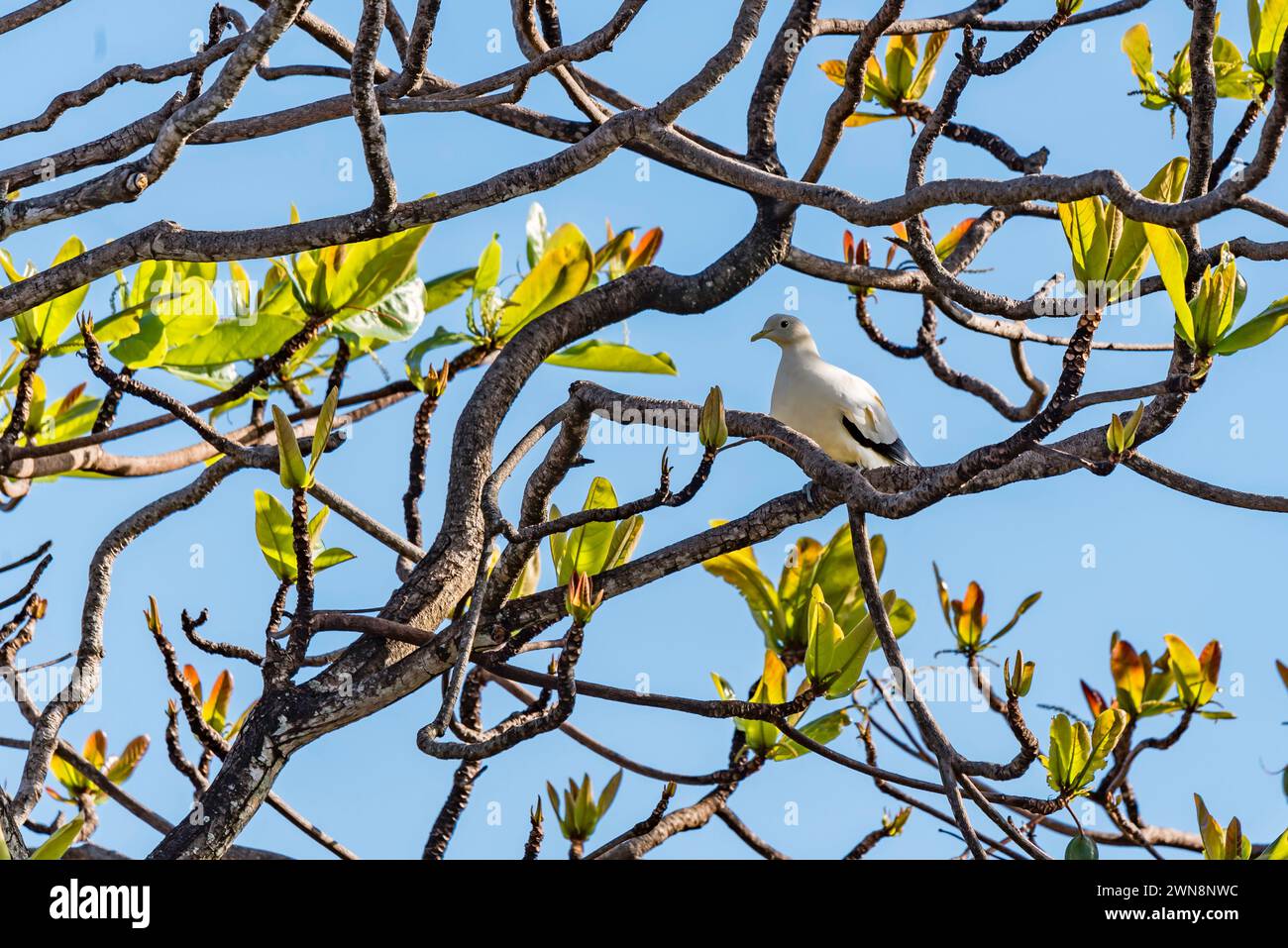 Pied imperial pigeon australia hi-res stock photography and images - Alamy