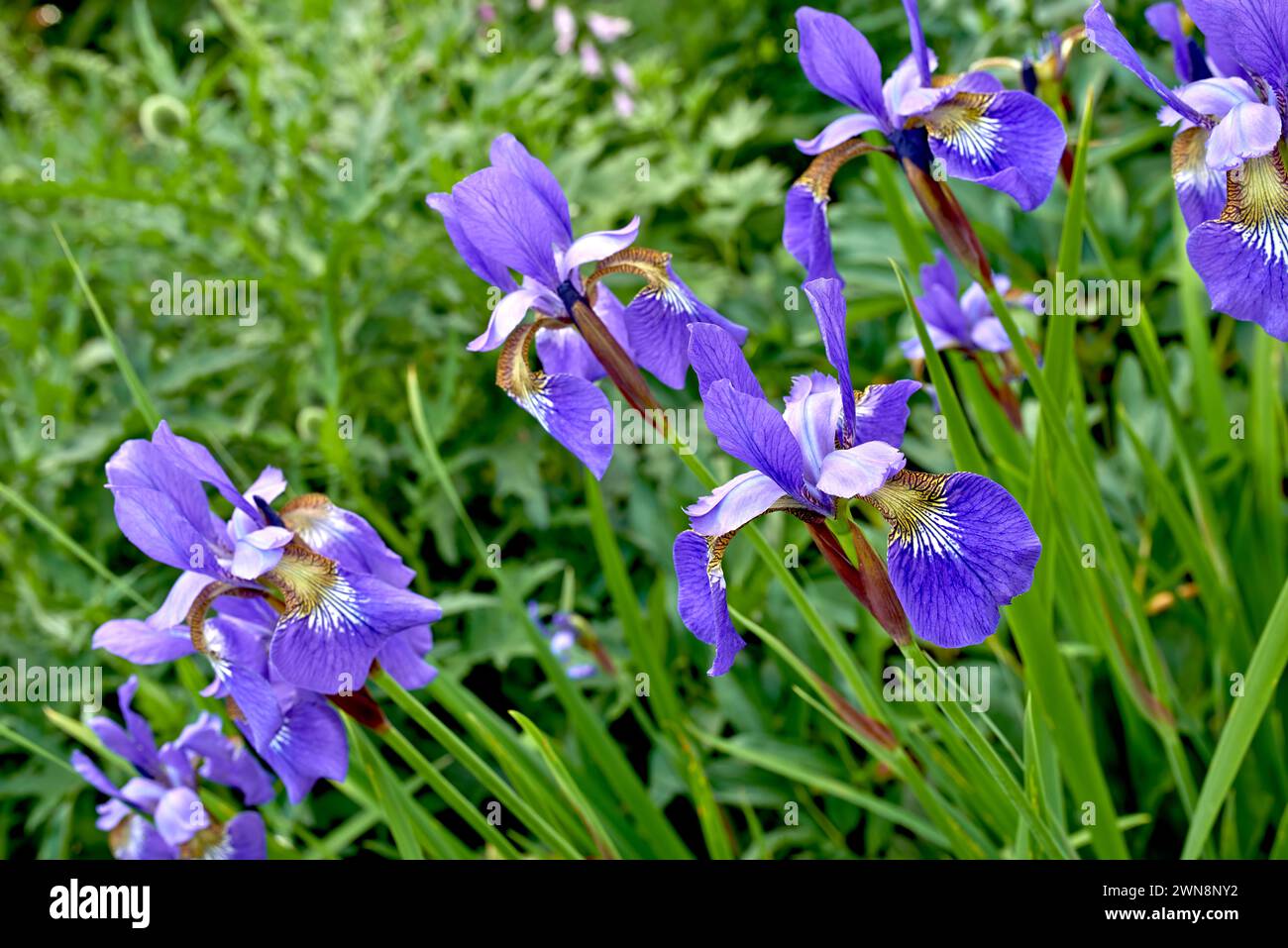 Nature, spring and iris in floral field with natural landscape, morning ...