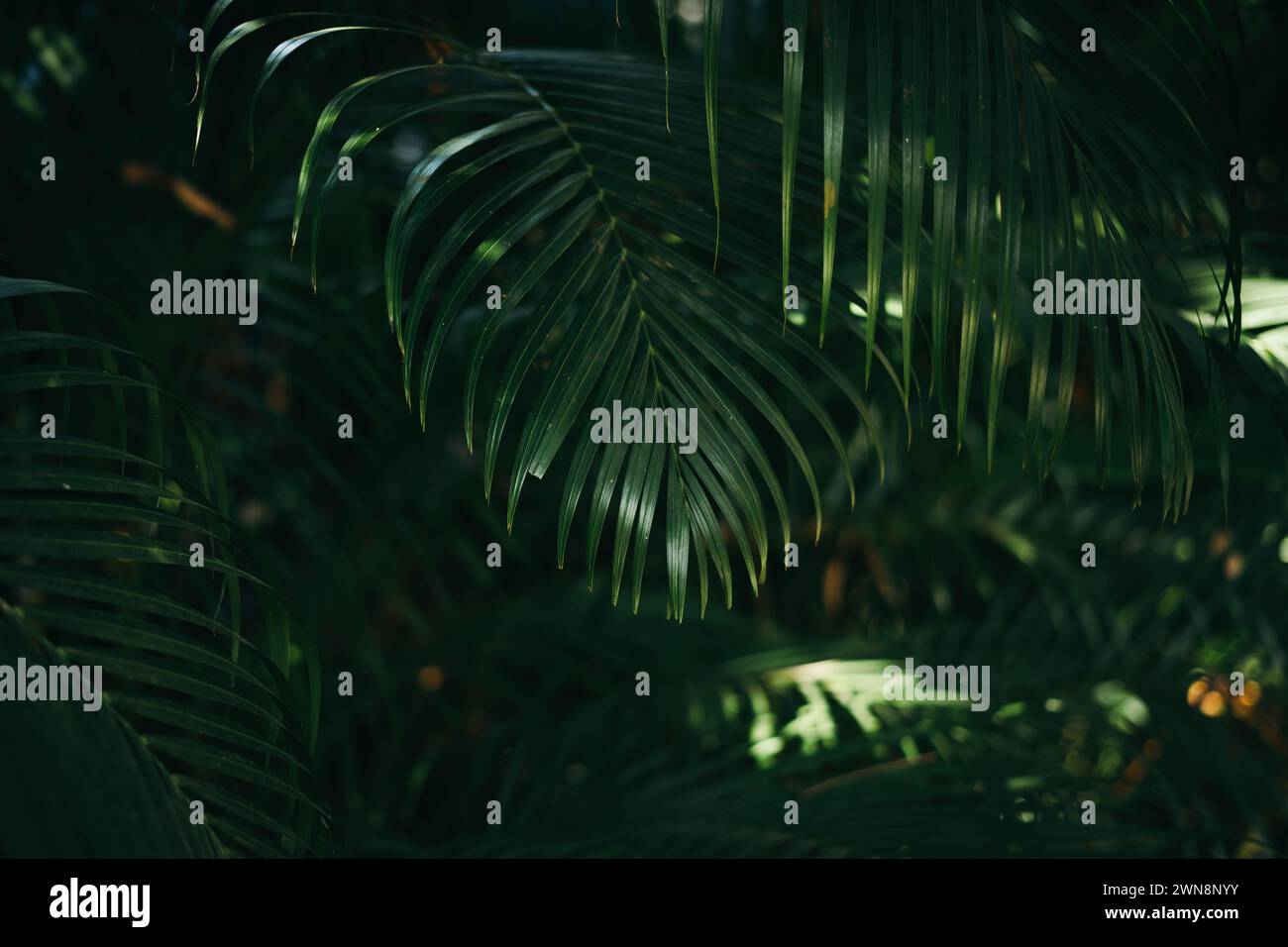 Green palm leaves in tropical palm forest blur background Stock Photo ...