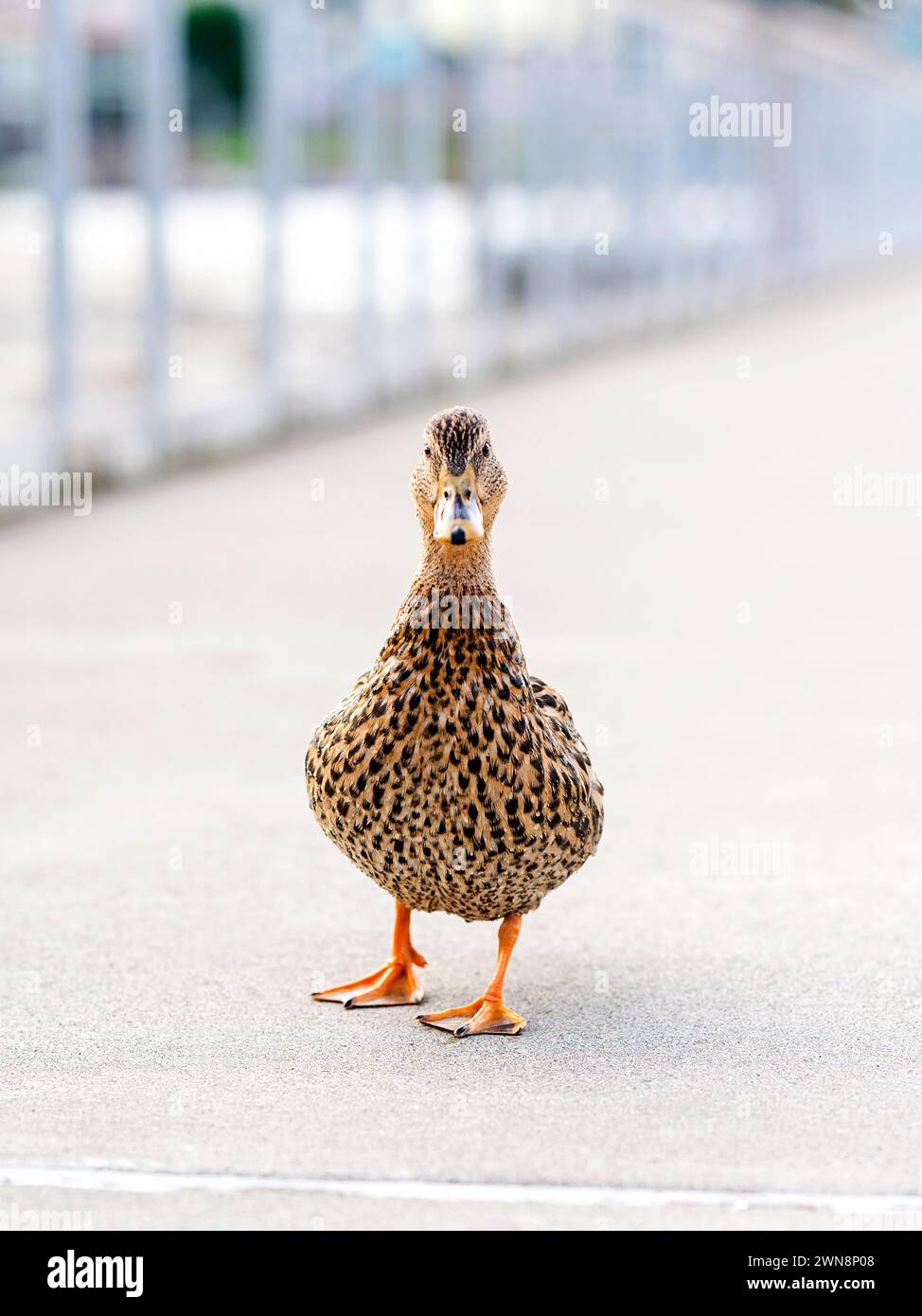 Cute duck posing on the dock while taking a break from swimming Stock ...