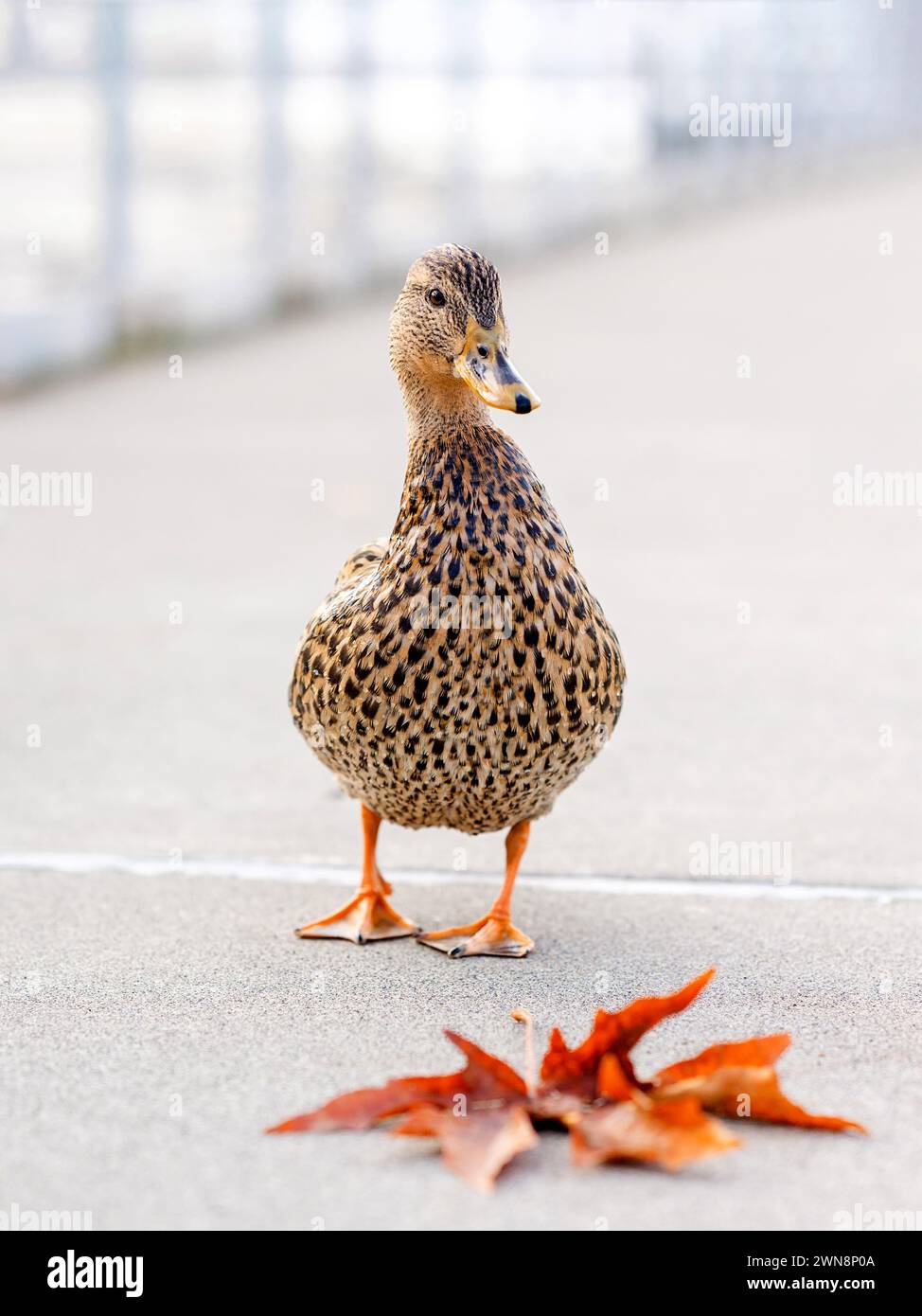 An orange and black duck posing on the dock with a fall leaf Stock ...