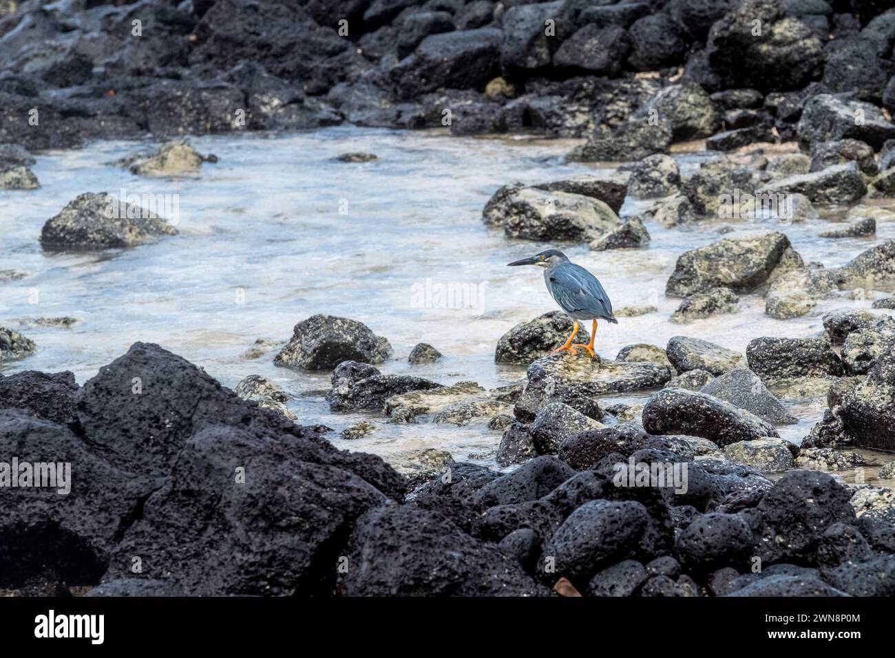 A gray heron resting between the rocks on a beach in Galapagos islands ...