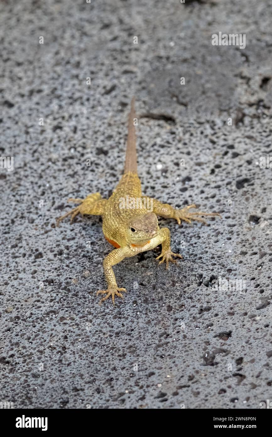 Yellow lizard posing on a rough ground on Cerro Tijeretas, Galpagos ...