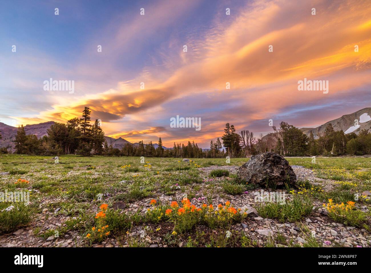 Wildflower under sunset hi-res stock photography and images - Alamy