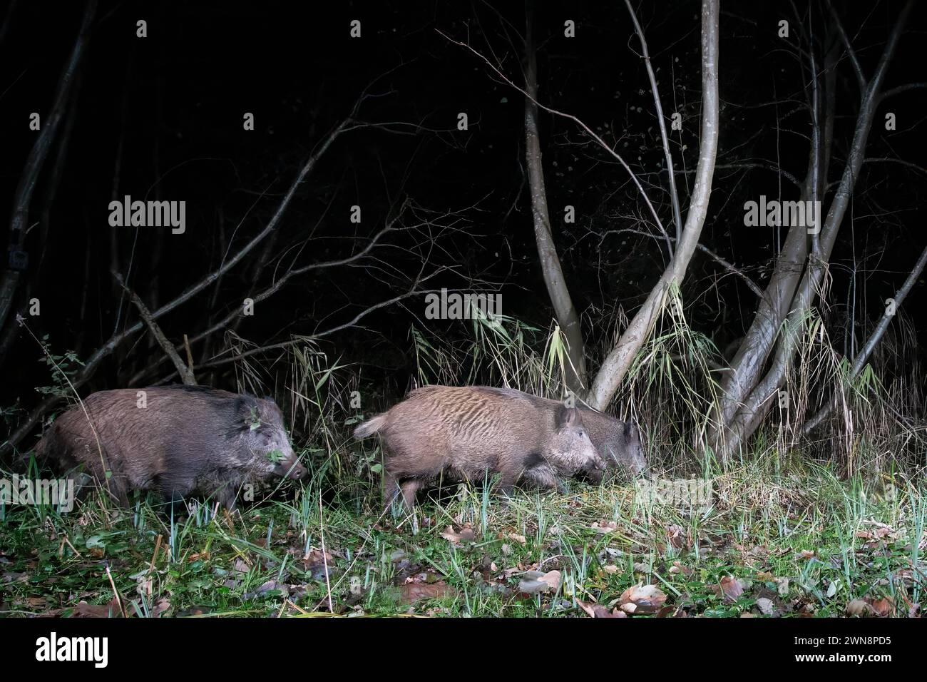 GER, Natur, Wildtiere im Wald / 27.11.2023, Wald, Luebeck, GER, Natur ...