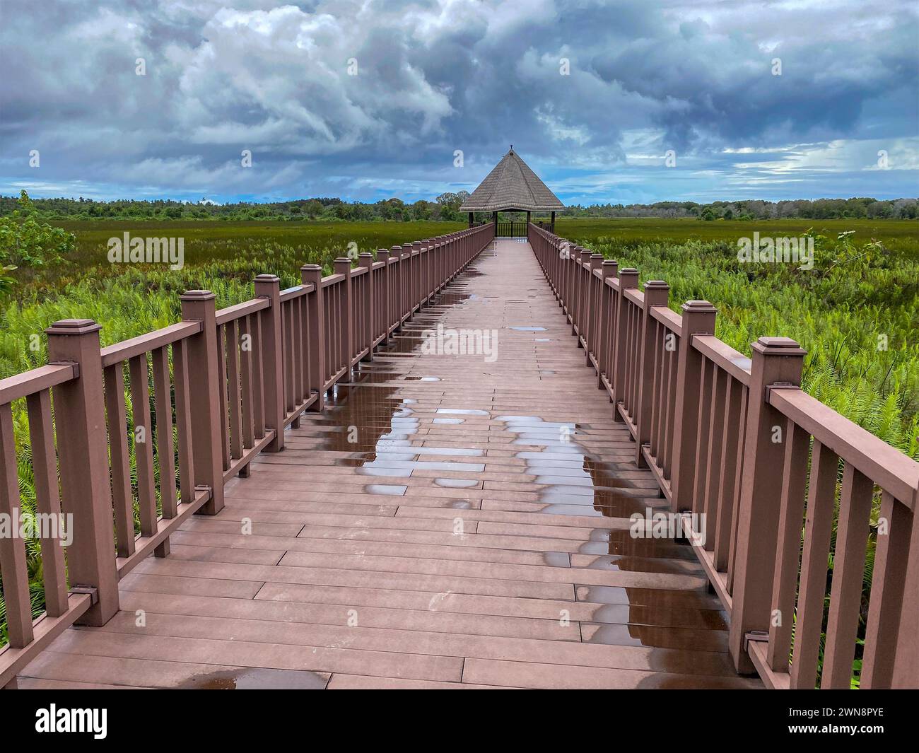 Wooden walkway through mangroves hi-res stock photography and images ...