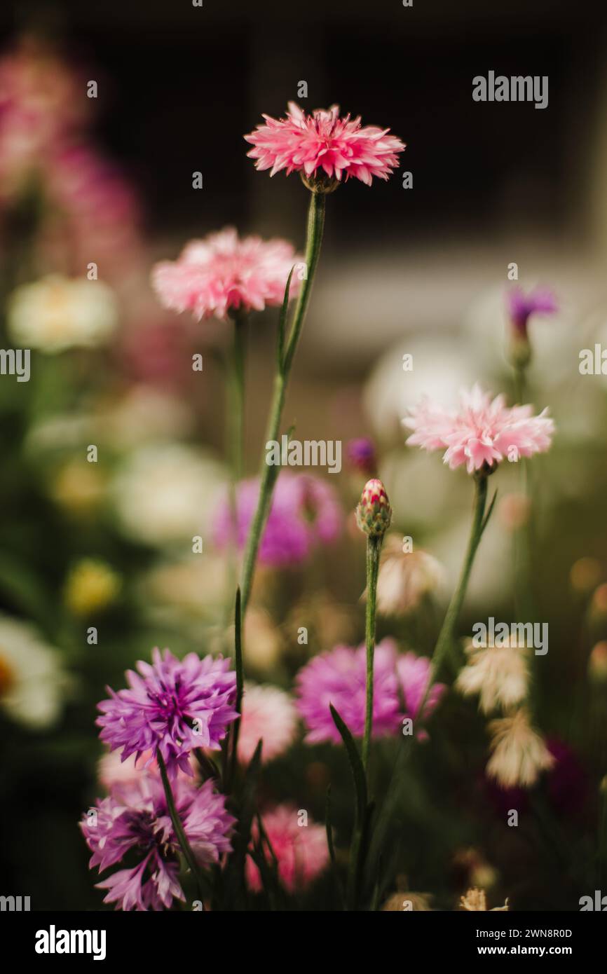 Dark purple pink flowers hi-res stock photography and images - Alamy