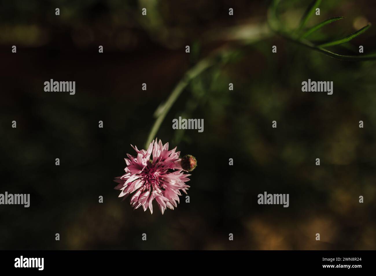 Pink Bachelor Button in Direct Sunlight Stock Photo - Alamy