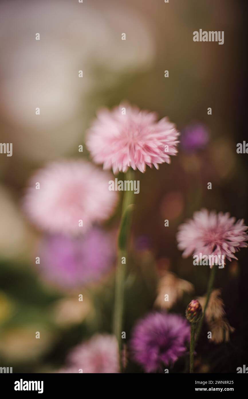 Soft Pink and Purple Bachelor Button Wildflowers Stock Photo - Alamy
