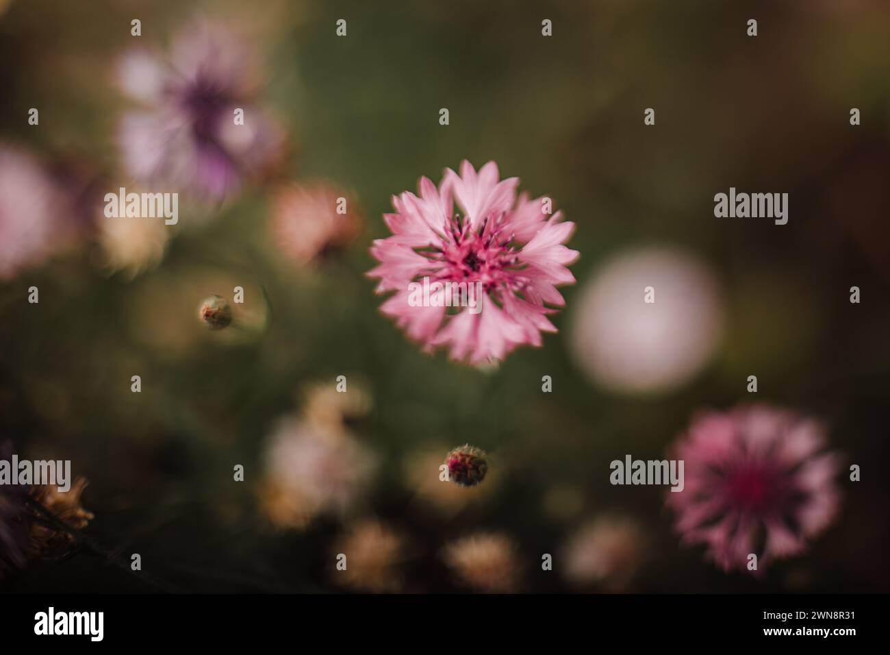 Bachelor Button Wildflowers in a Garden Stock Photo - Alamy