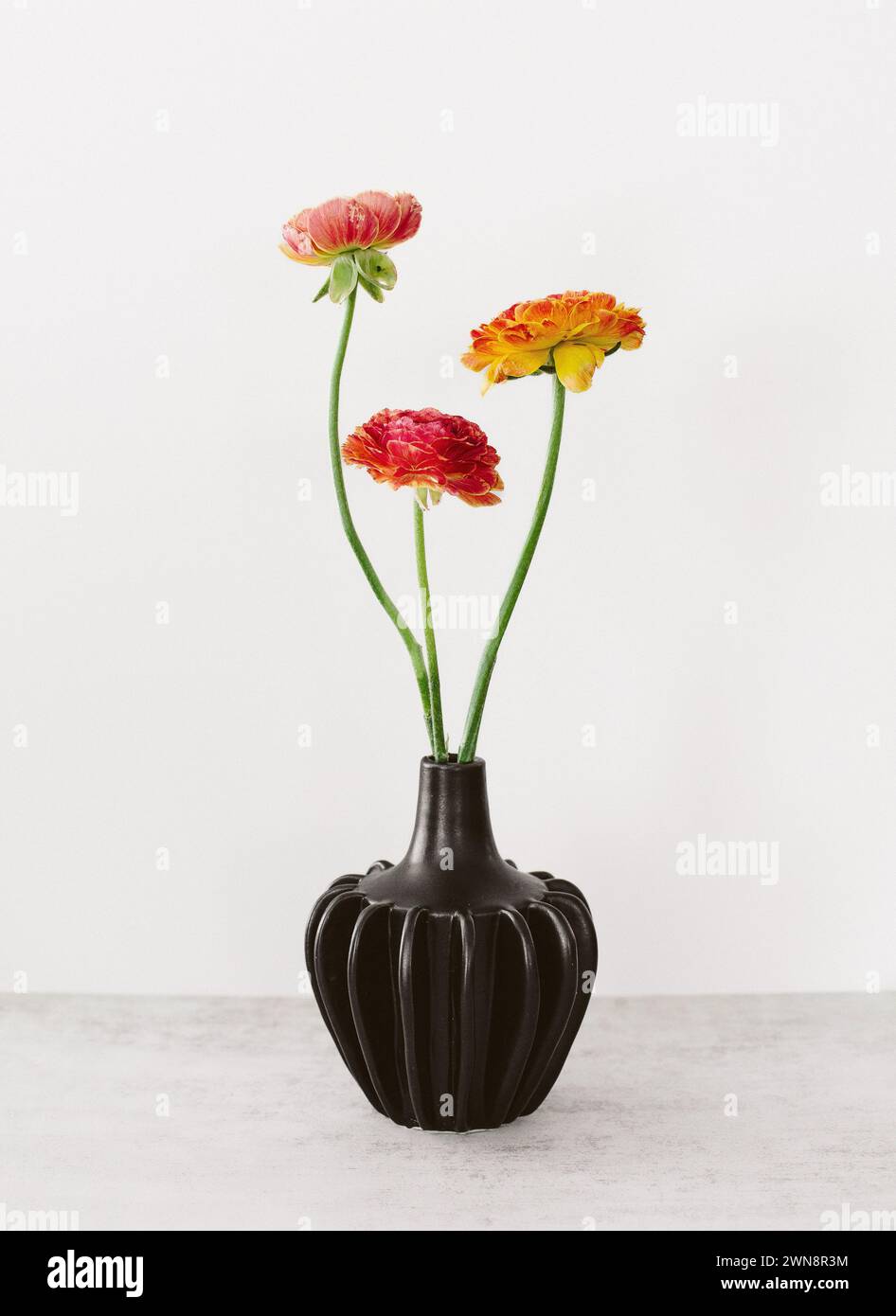 Varigated Orange, Yellow, & Red Picotee Ranunculus in black vase Stock ...