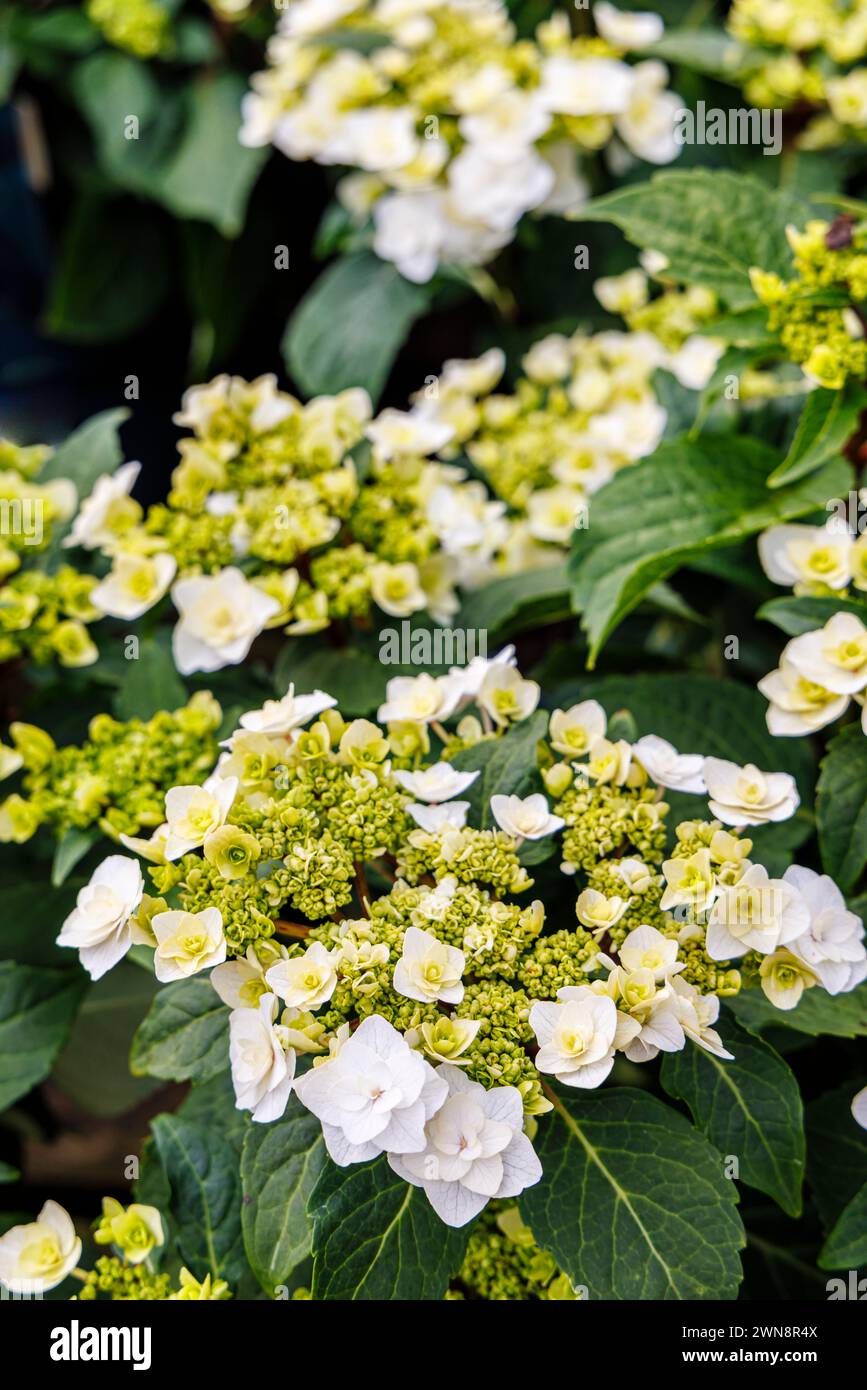 White fully double Hydrangea macrophylla (bigleaf hydrangea) 'Wedding ...
