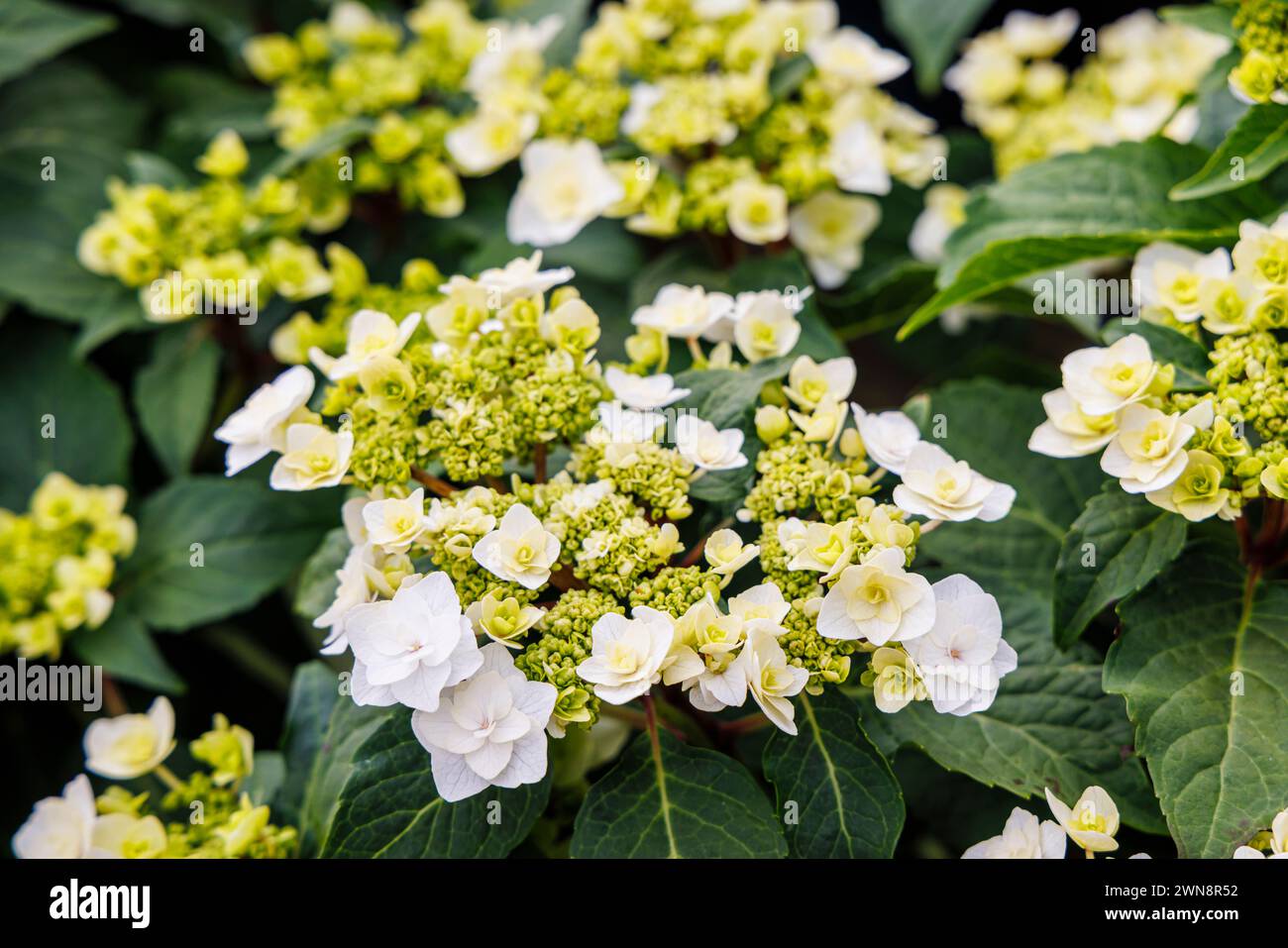 White fully double Hydrangea macrophylla (bigleaf hydrangea) 'Wedding ...